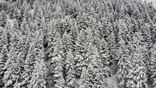 Pazarcik Mountain Hotel Trabzon Rezervasyon | Otelz.com