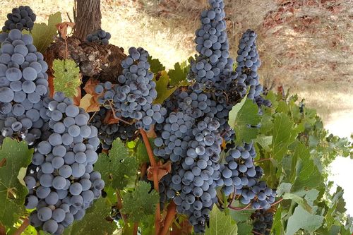 Bakucha Vineyard Hotel & Spa Kirklareli Rezervasyon | Otelz.com