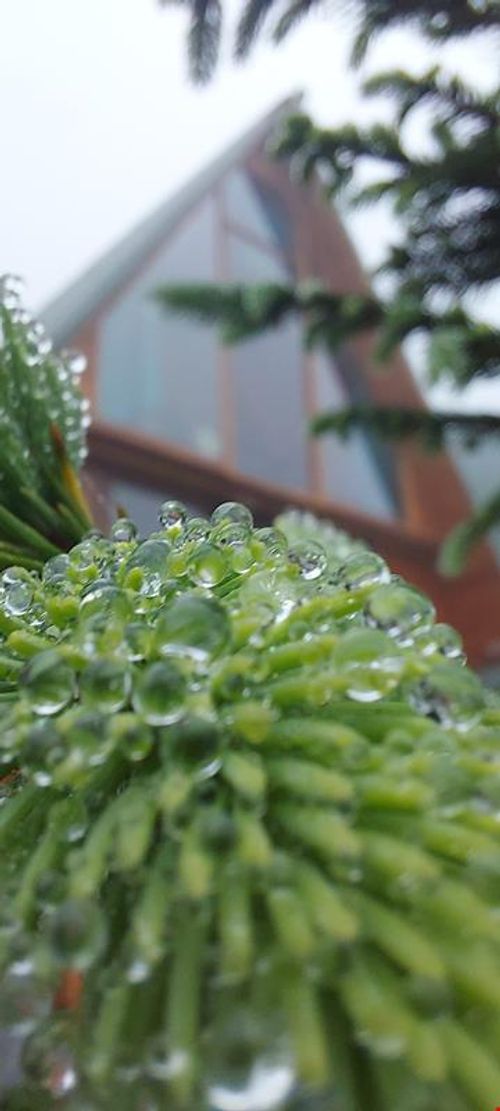 Ayder Yayla Bungalov Rize Reservierung | Otelz.com